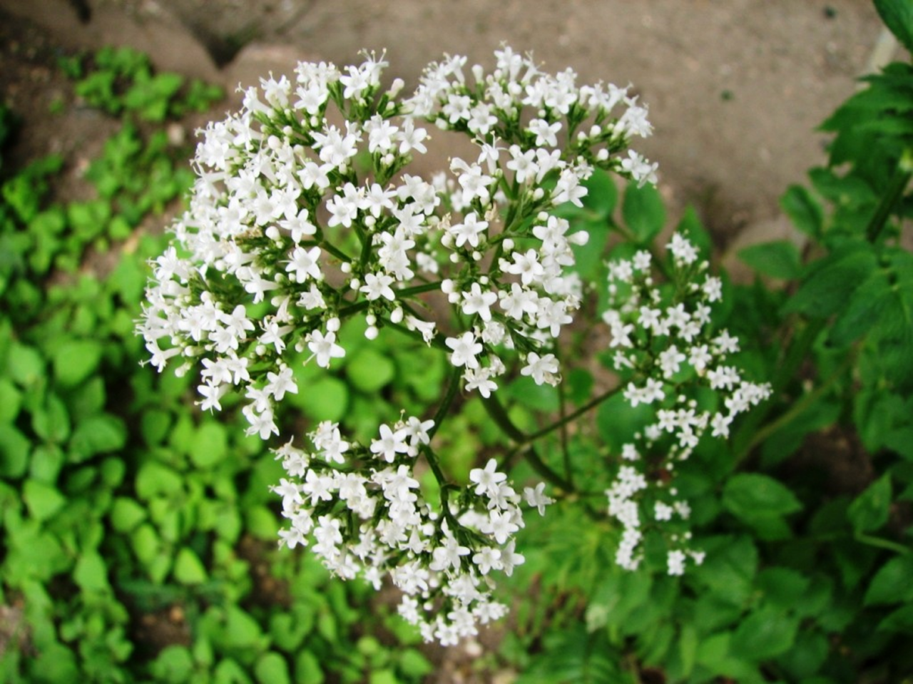 Valerian, identification and dosage of valepotriates - BotaniCERT