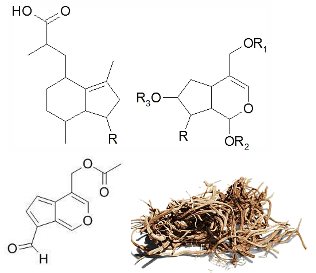 Valerian, identification and dosage of valepotriates - BotaniCERT