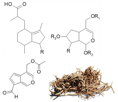 Valerian, identification and dosage of valepotriates - BotaniCERT