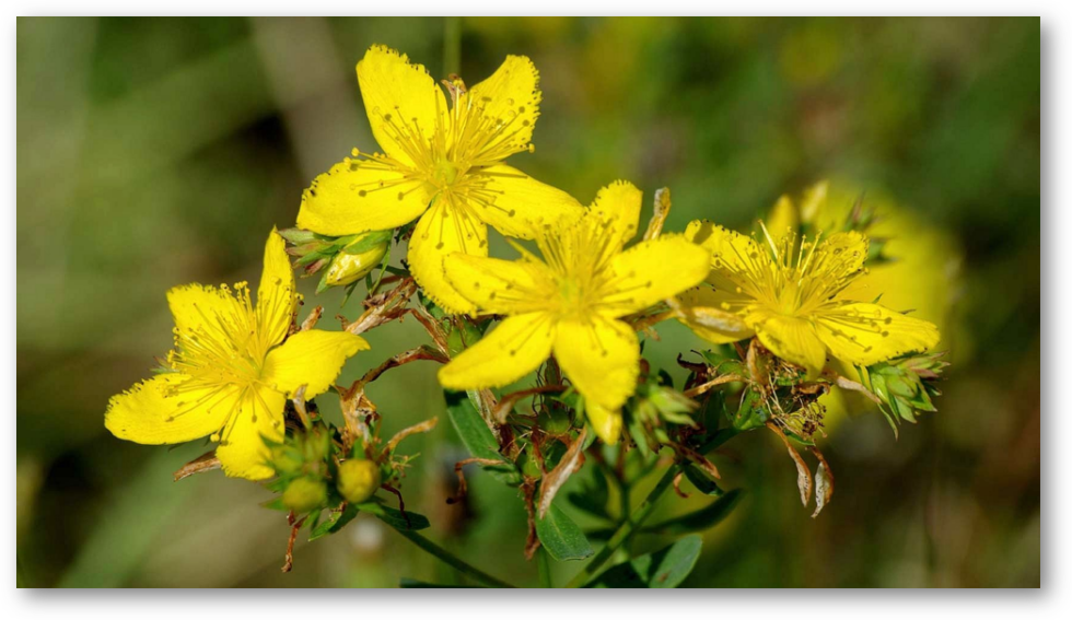 Hypericum Perforatum L Shortcuts To Be Avoid For Species Characterisation Botanicert