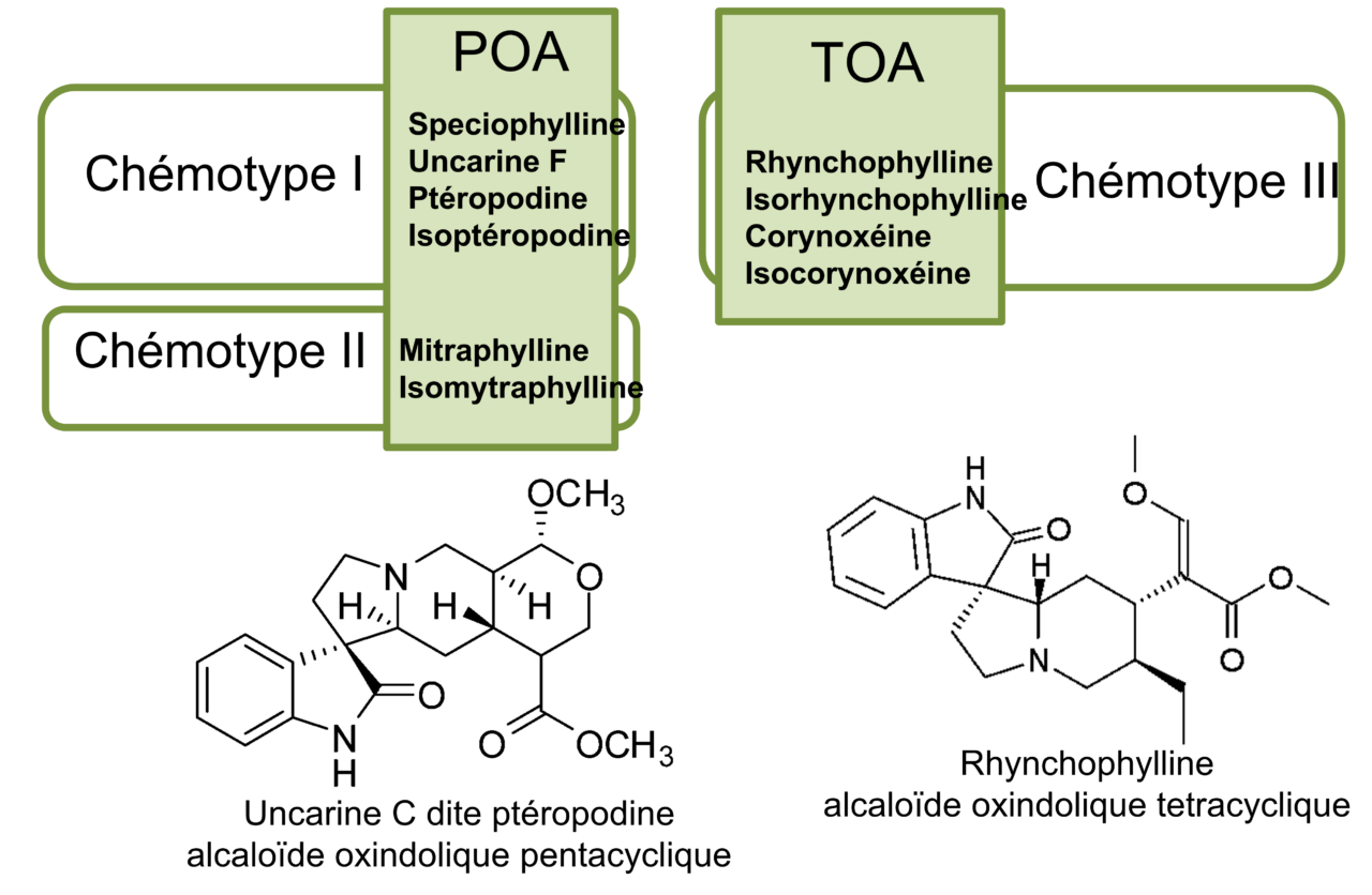 Uncaria tomentosa DC – Dosage of oxindole alkaloids, distinction of POA ...